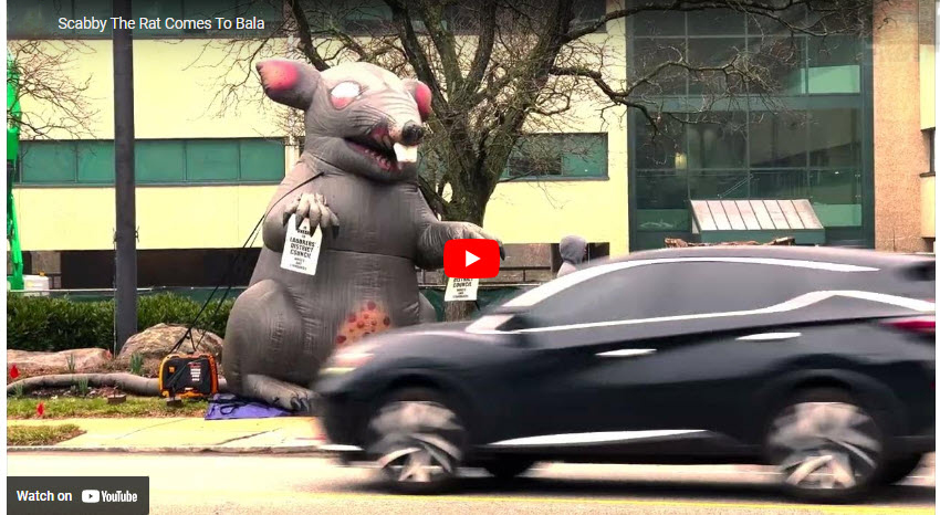 Scabby The Rat Comes To Bala - This Is Lower Merion And Narberth